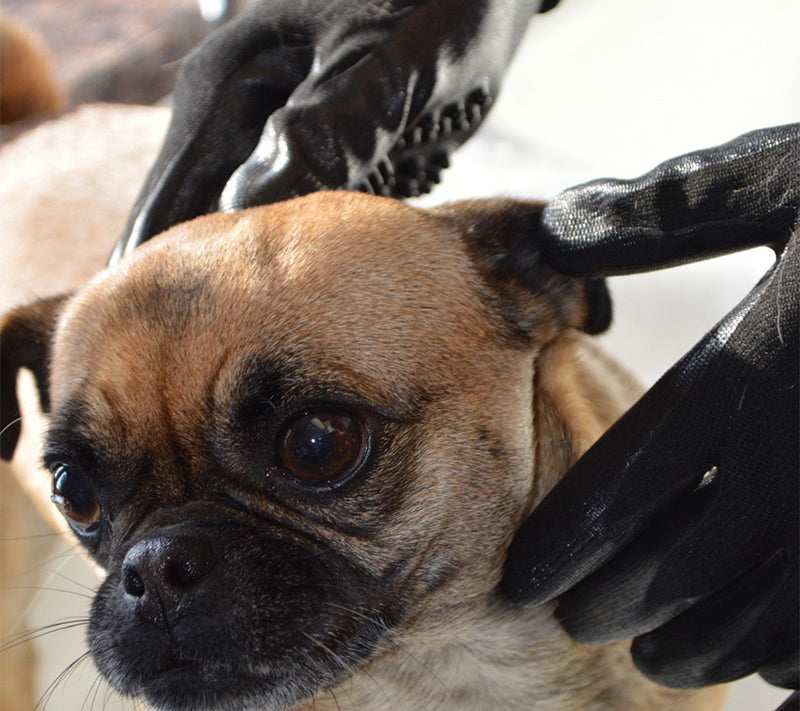 HandsOn Gloves for Dogs: De-shed, Bathe & Groom – HandsOnGloves